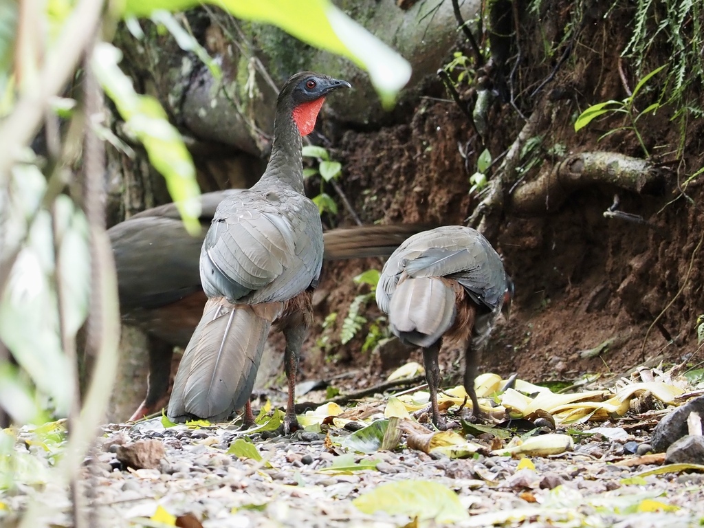 Crested Guan from Upala, CR-AL, CR on December 13, 2024 at 03:47 PM by ...