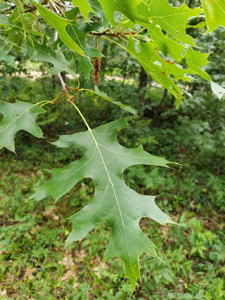 northern pin oak from Eileen, WI, USA on July 21, 2019 at 03:49 PM by ...