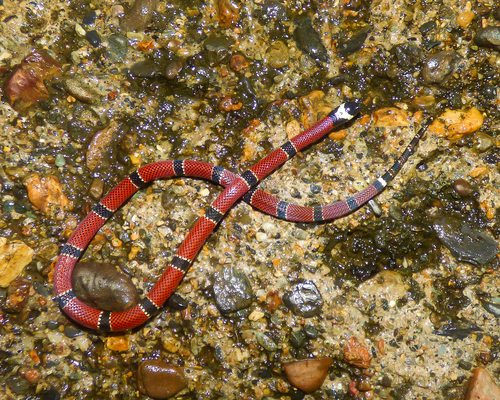 Subspecies Micrurus dumerilii transandinus · iNaturalist United Kingdom