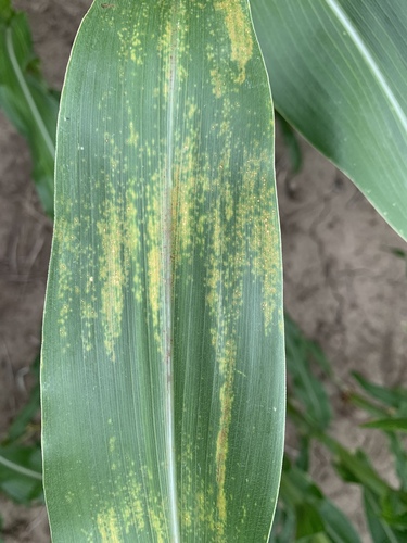 Physoderma maydis · iNaturalist