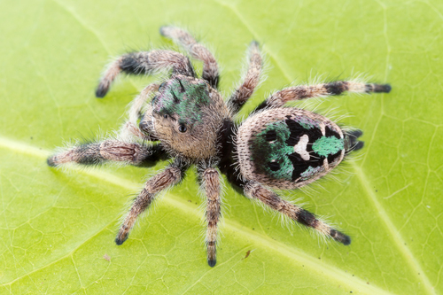 Chocamán Check List · iNaturalist NZ