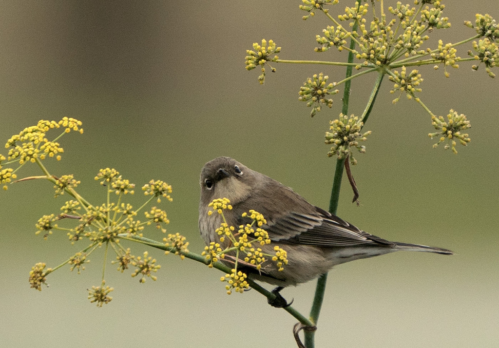 Yellow-rumped Warbler from Shoreview, San Mateo, CA, USA on December 13 ...