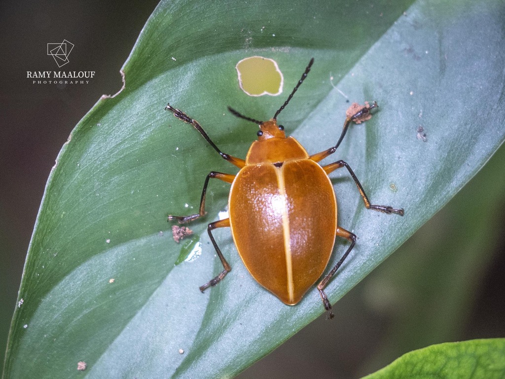 Ellipticus testaceus from Sítio Barrocada, São Paulo - State of São ...