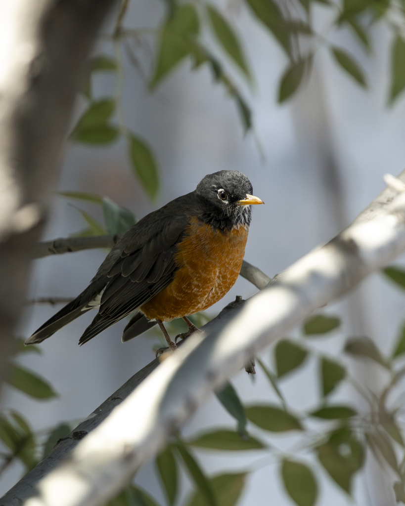 American Robin from Chimalcoyoc, Ciudad de México, CDMX, México on ...
