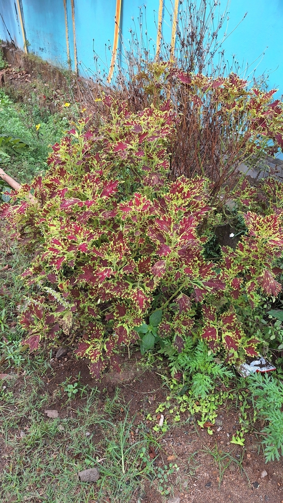 Hullworts from RM93+9WP, Palakkad, Kerala 678008, India on December 14 ...