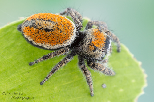 (Phidippus morpheus)