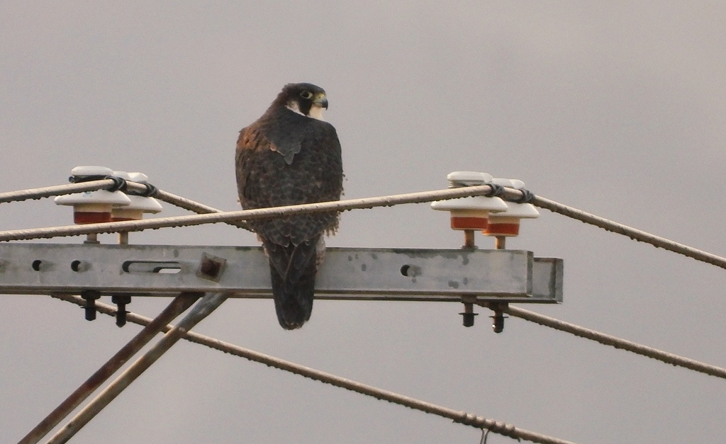 Eastern Peregrine Falcon from Kobamacho, Moriyama, Shiga 524-0211 ...