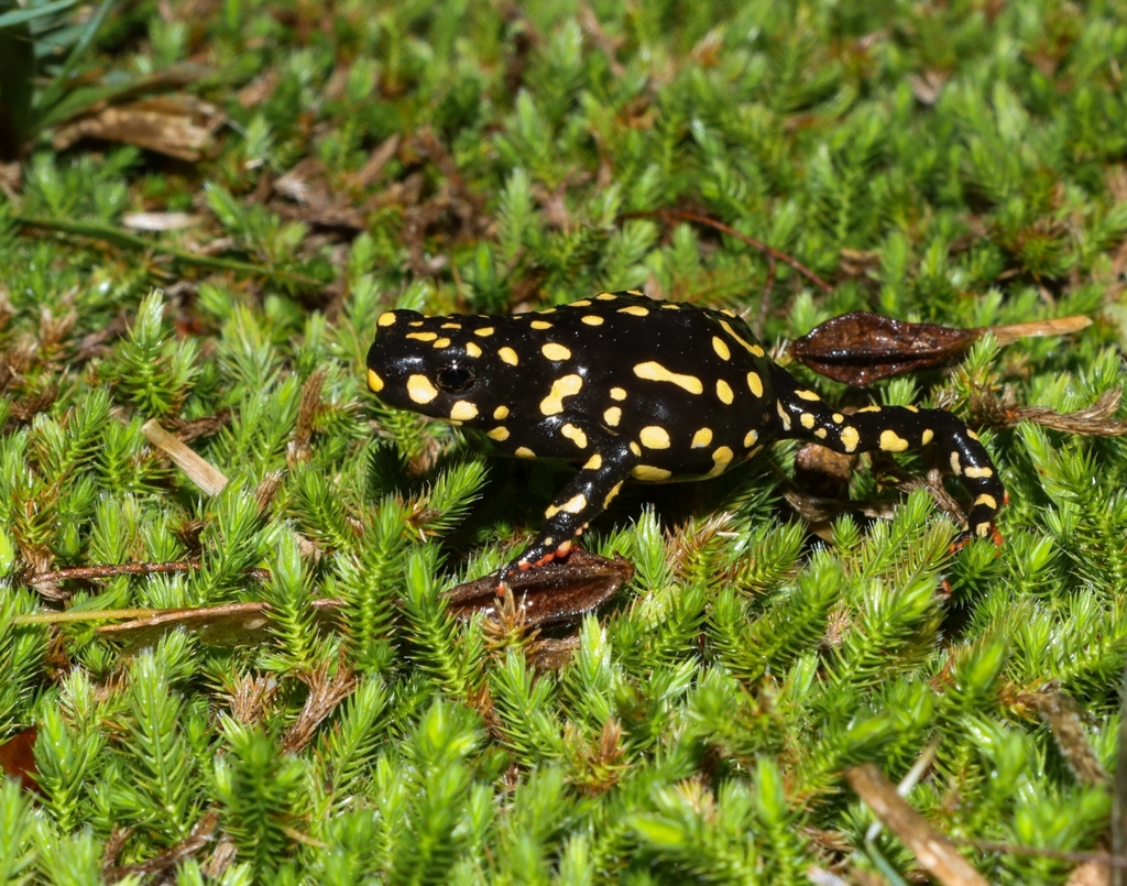 Spotted Red-belly Toad from MVMM+88P, Mbopicuá 021303, Paraguay on ...