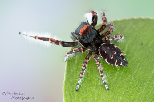 (Phidippus toro)