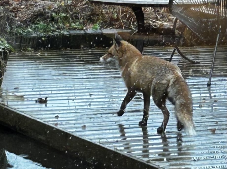 Red Fox from Zealand, Holte, Capital Region of Denmark, DK on December ...