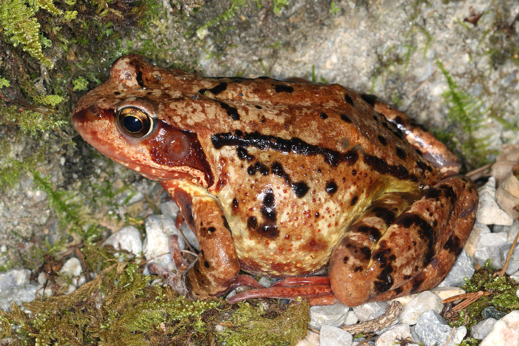 European Common Frog from Austria, Styria, Schladming, Talbachklamm on ...