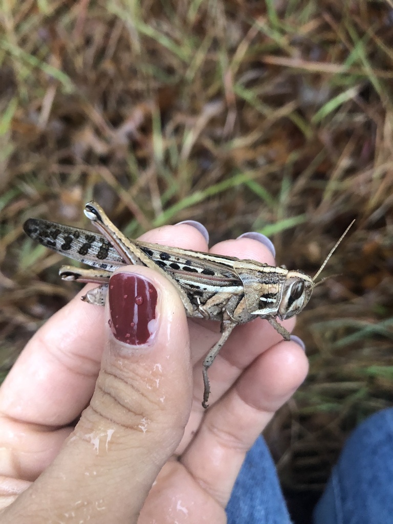 American Bird Grasshopper from Texas A&M University, College Station ...
