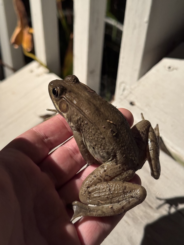Green Frog in November 2024 by Dylan Ashley · iNaturalist