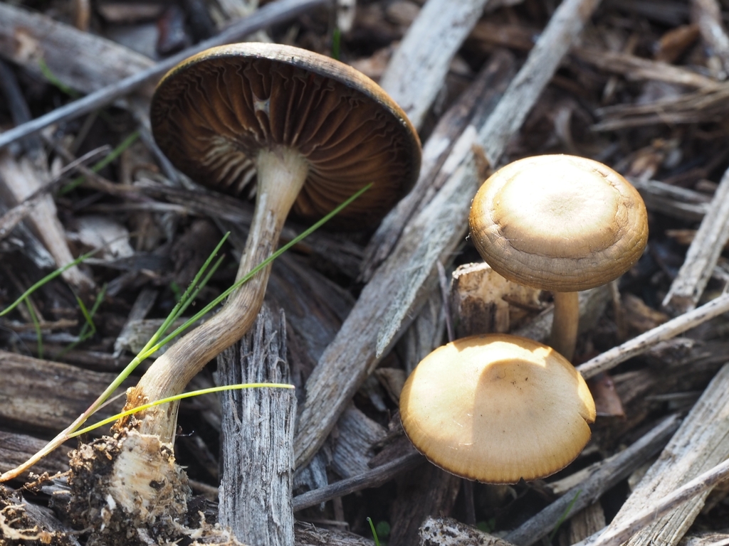 Psilocybe allenii from San Francisco, CA 94129, USA on November 30 ...