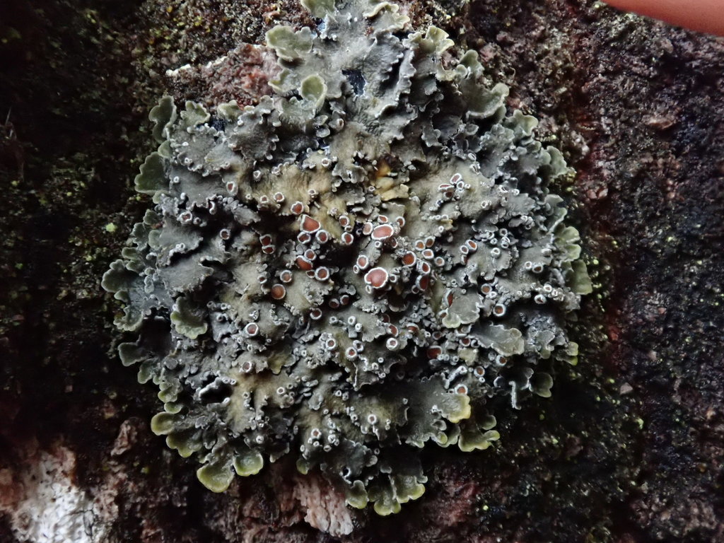 Wrinkled Shingle Lichen in July 2019 by James Churchill. Three thalli ...
