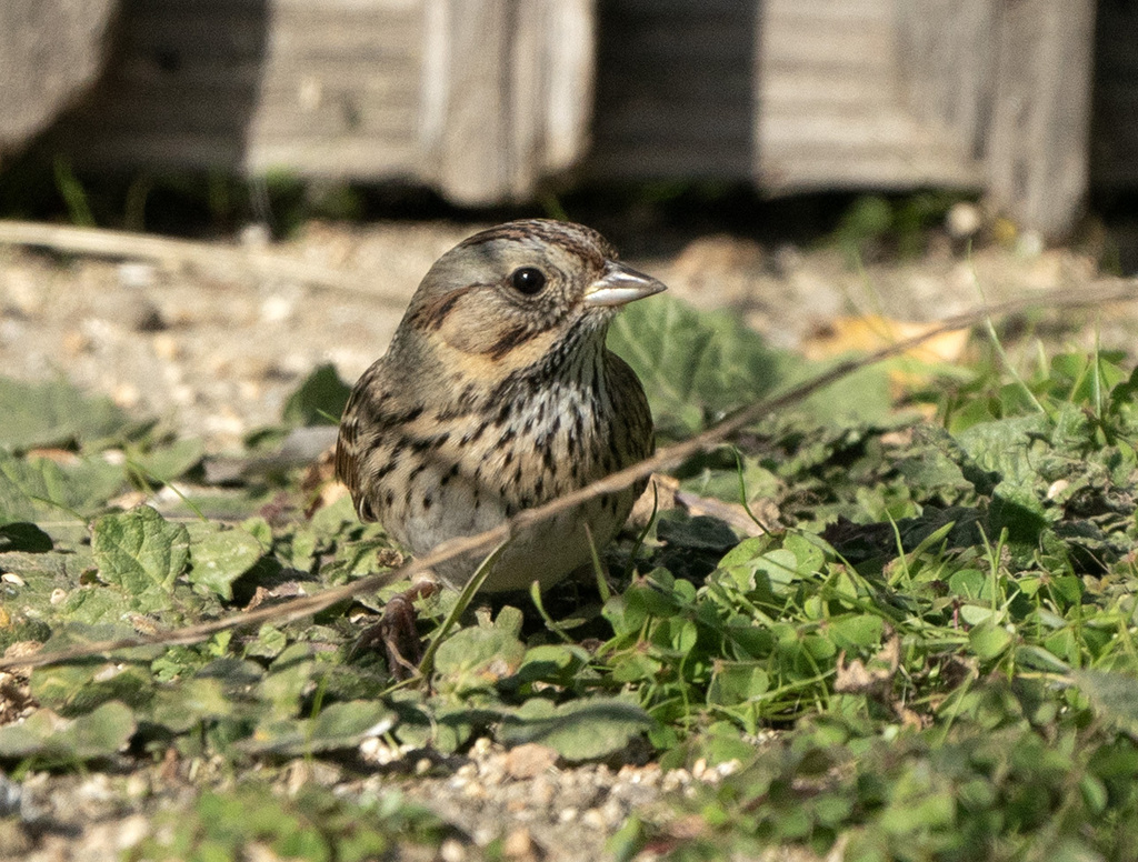Lincoln's Sparrow from 440 Capistrano Rd, Half Moon Bay, CA 94019, USA ...