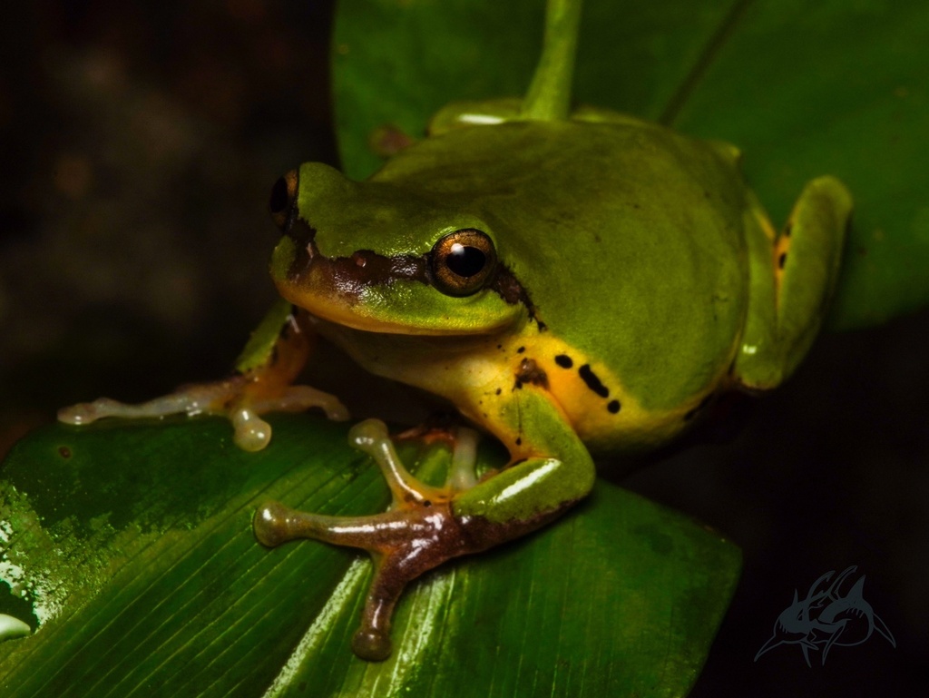 Common Chinese Tree Frog from Guangdong, CN on May 20, 2023 at 10:32 PM ...