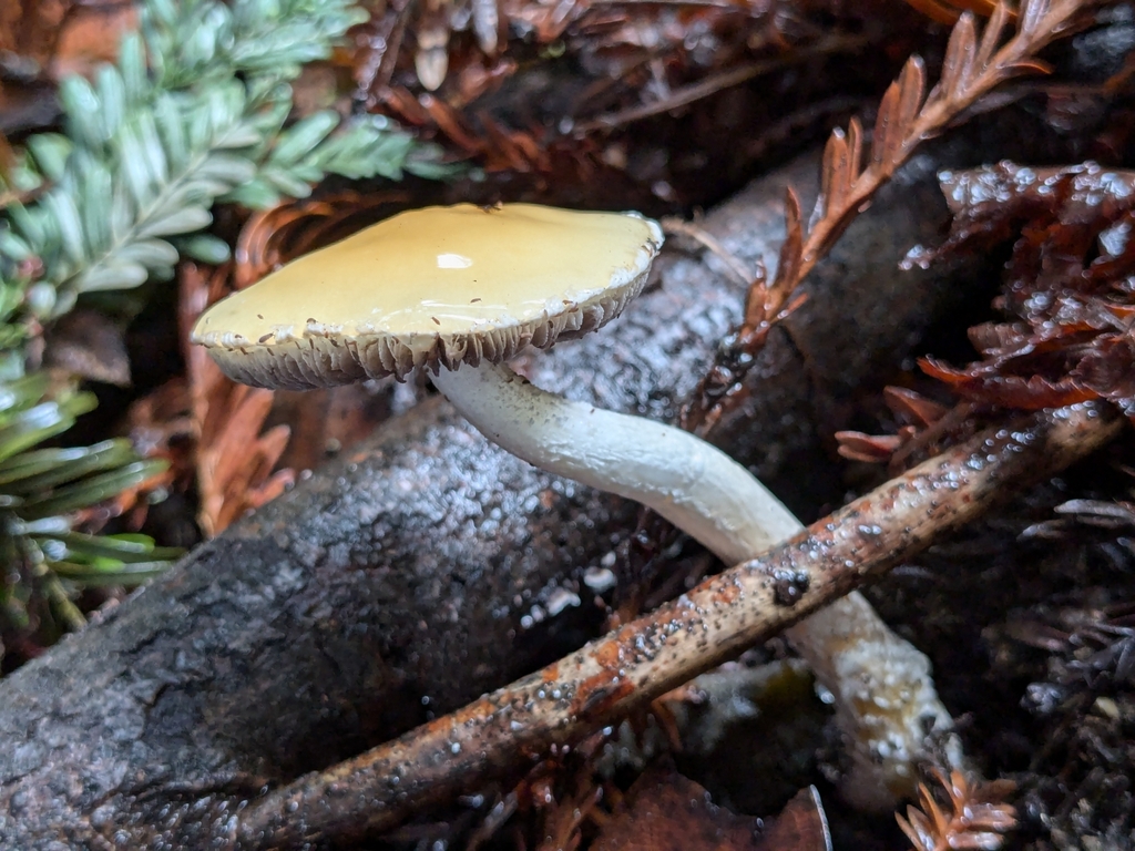 Questionable Stropharia from Piedmont, CA 94611, USA on December 13 ...