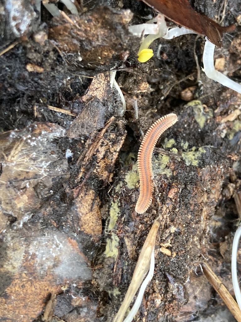 Brachycybe from Robie Point Firebreak Trail, Auburn, CA, US on December ...