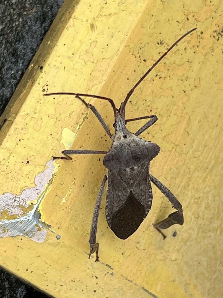 Giant leaf-footed bug from Johnson Space Center, Houston, TX, US on ...
