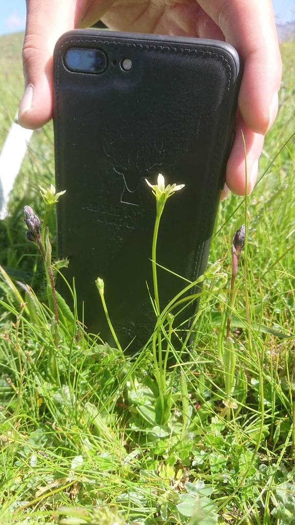 Parnassia trinervis from Haibei Tibetan, CN-QH, CN on July 22, 2019 at ...