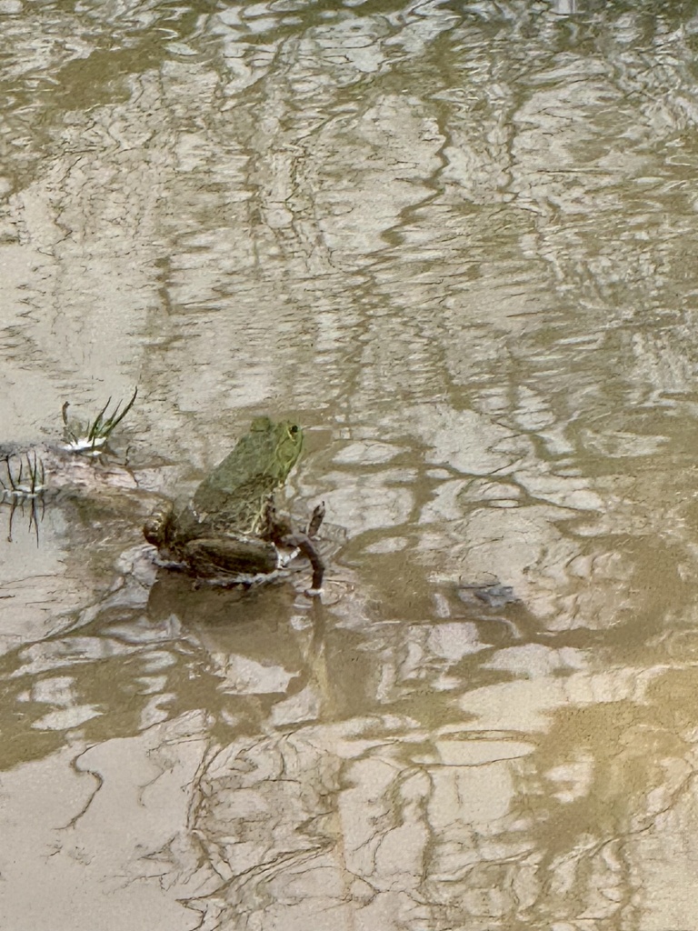 American Bullfrog from College Station, TX, US on December 14, 2024 at ...