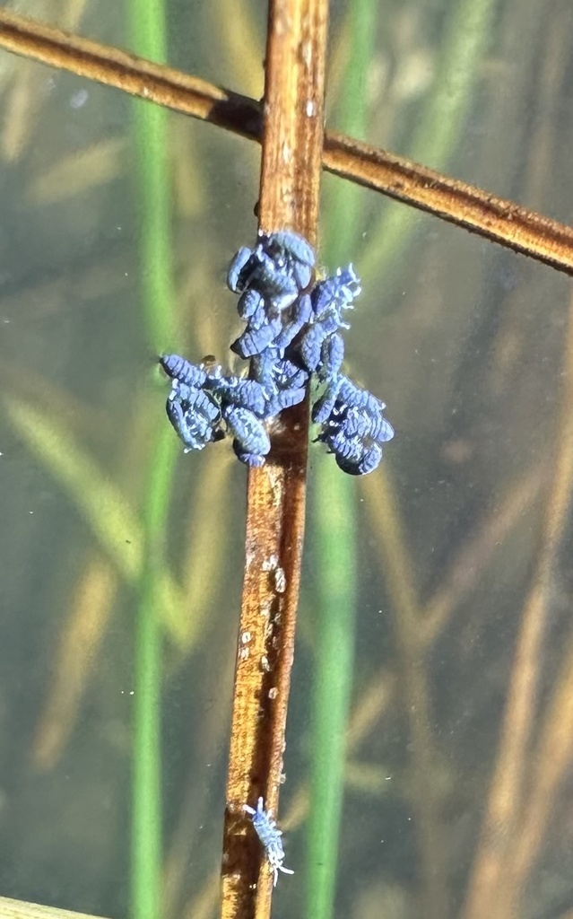 Water Springtail from Fox Hill Ln, Fortuna, CA, US on December 14, 2024 ...