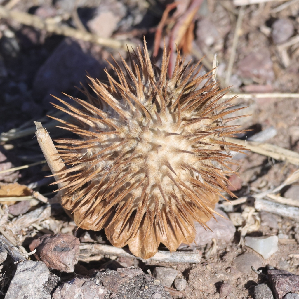 Sacred Datura from Bingham, NM 87832, USA on December 14, 2024 at 01:14 ...
