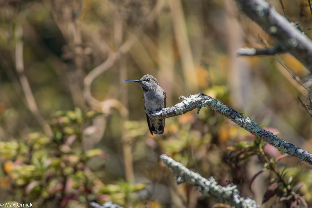 Anna's Hummingbird from Contra Costa County, CA, USA on July 21, 2019 ...
