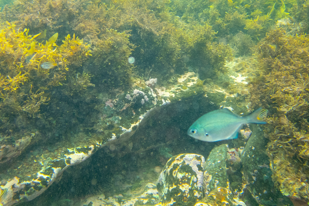 Silver Sweep from Warringah, AU-NS, AU on December 15, 2024 at 01:34 PM ...