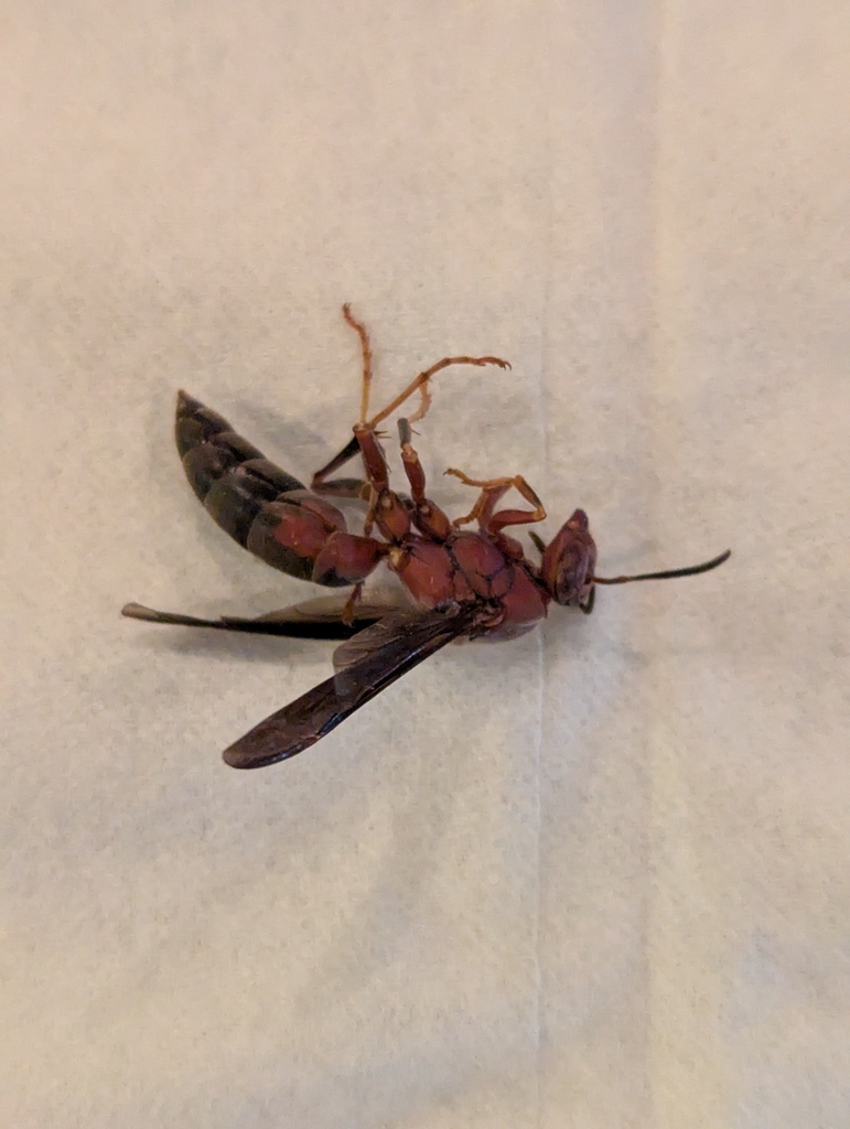 Typical Paper Wasps from Missionary Ridge, Chattanooga, TN, USA on ...