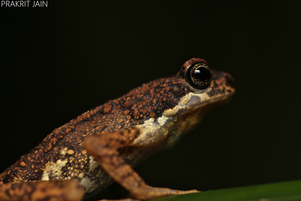 Malabar Tree Toad in June 2019 by Prakrit Jain · iNaturalist