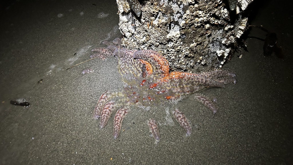 Sunflower Sea Star from Gulf of Alaska, Homer, AK, US on December 14 ...