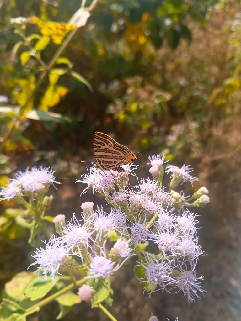 Club Silverline from WFP7+7RQ, Panbu Forest, West Bengal 734005, India ...