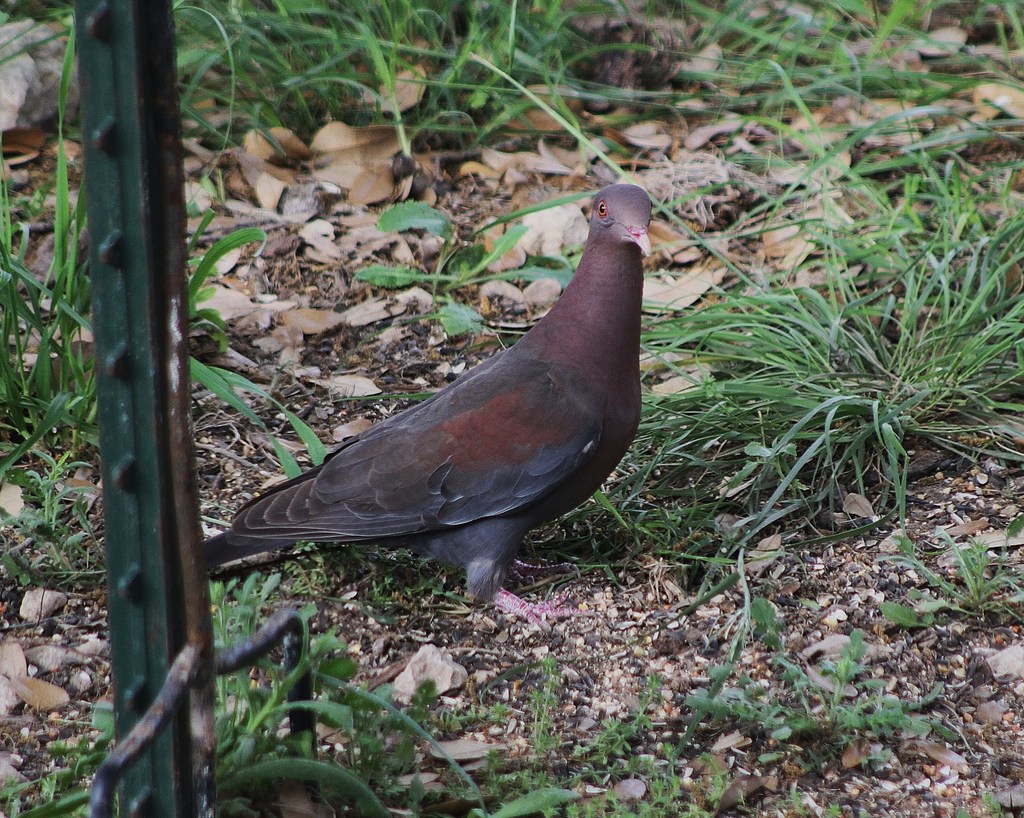 Red-billed Pigeon from Texas, United States on April 10, 2012 at 10:32 ...