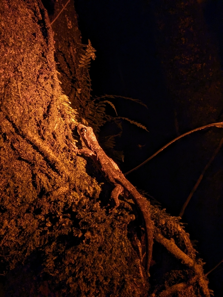 Ngahere Gecko in June 2024 by Dani Reilly · iNaturalist