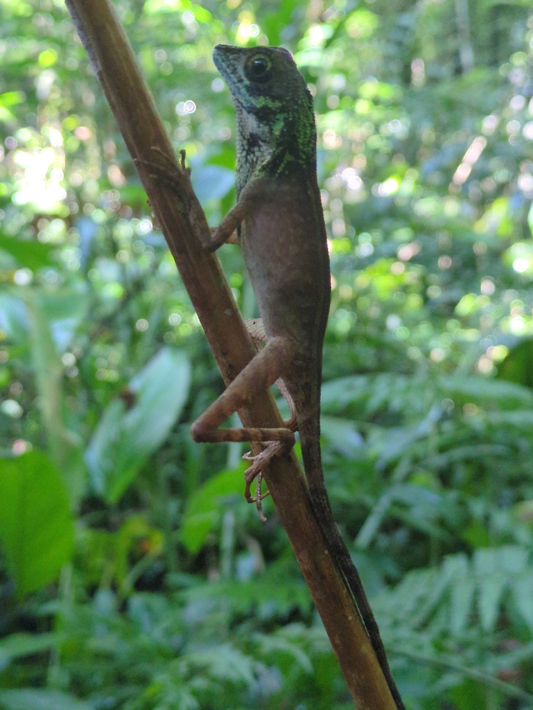 Sri Lanka Kangaroo Lizard from Kotapola, LK-MH, LK on December 15, 2024 ...
