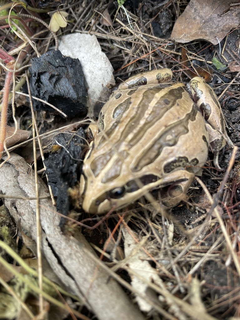 Striped Marsh Frog from Tarpeena Ward, Pleasant Park, SA, AU on October ...