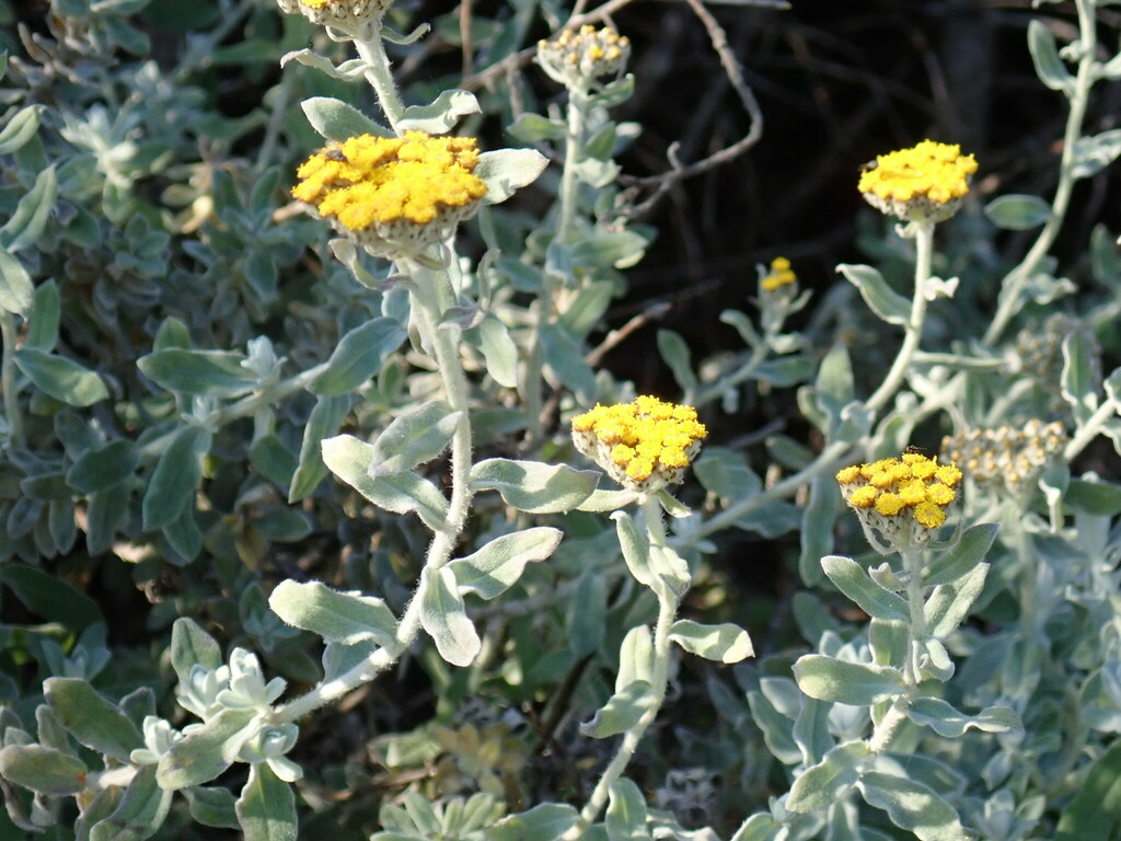Fynbos Everlasting from Sedgefield Lagoon Mouth, Sedgefield on August ...
