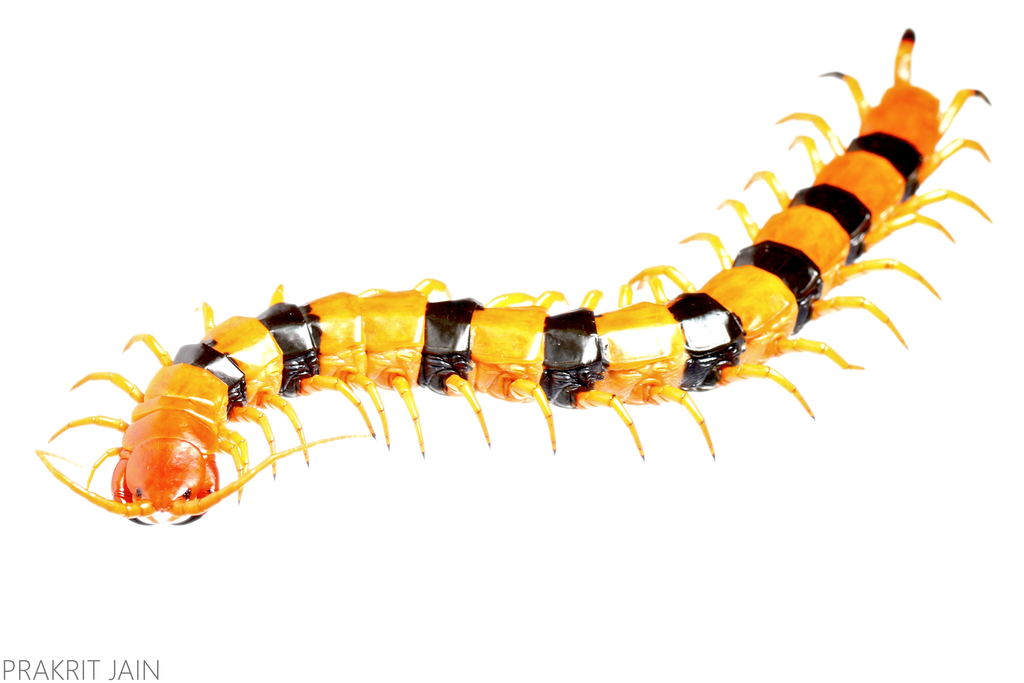 Indian Tiger Centipede in July 2019 by Prakrit Jain. Last picture shows ...