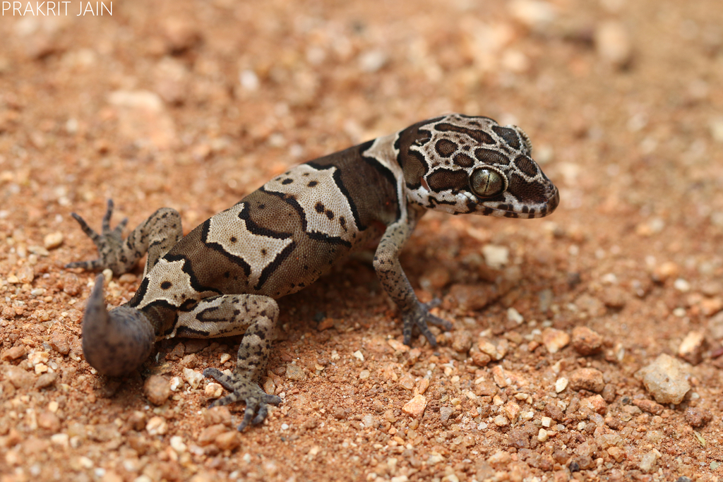 Bangalore Geckoella in July 2019 by Prakrit Jain · iNaturalist