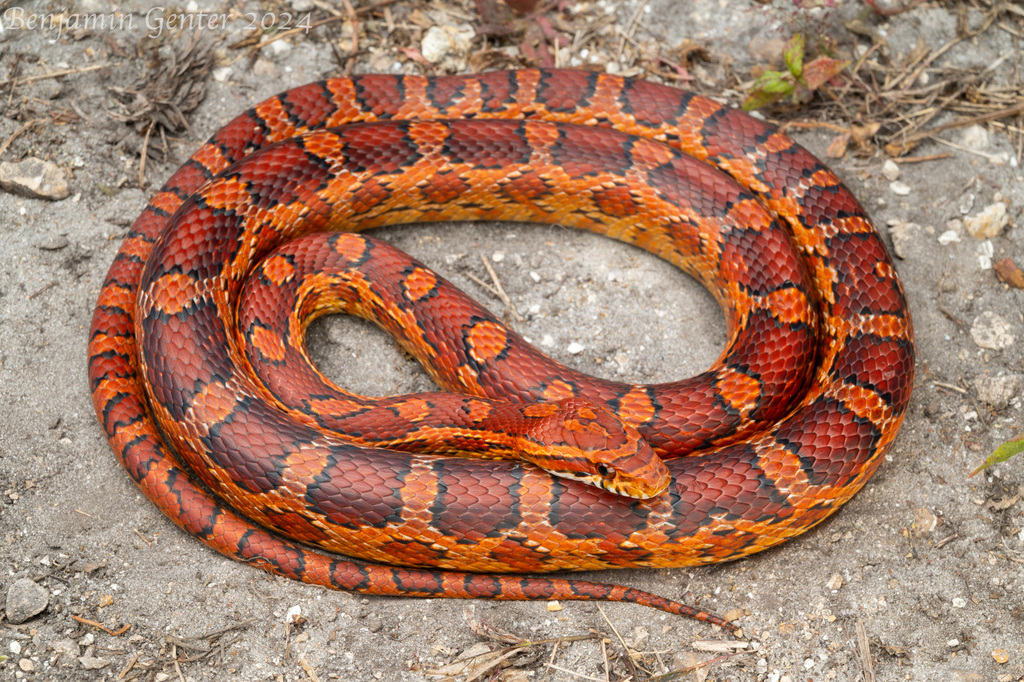 Reddish Orange Snake Florida