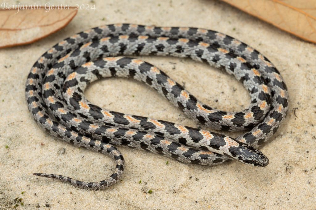 Short-tailed Snake in October 2024 by Benjamin Genter · iNaturalist