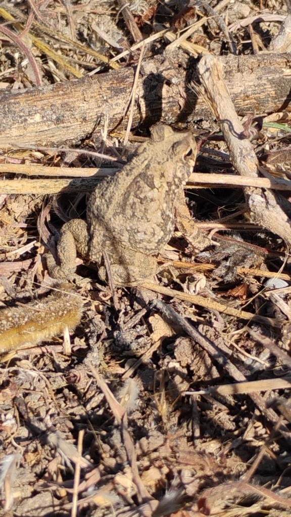 Marbled Toad from Leonardo Bravo, Gro., MX on December 15, 2024 at 10: ...
