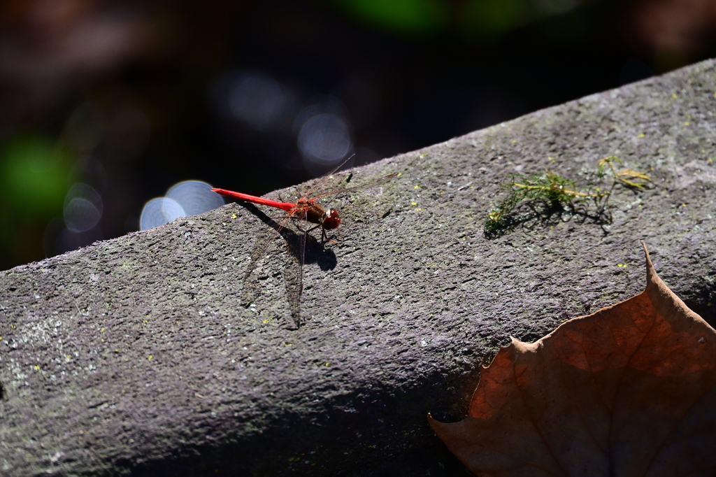 Autumn Meadowhawk from Evendale, OH, USA on October 11, 2024 at 01:05 ...