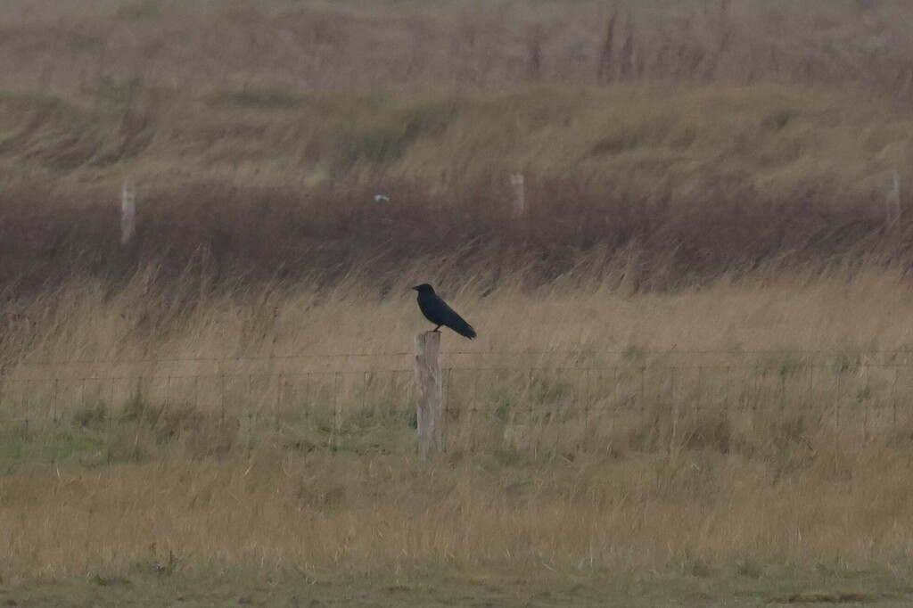 Carrion Crow from Knokke, Knokke-Heist, Belgium on December 15, 2024 at ...