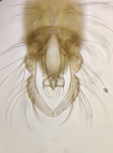 Genus Dicrotendipes · iNaturalist United Kingdom