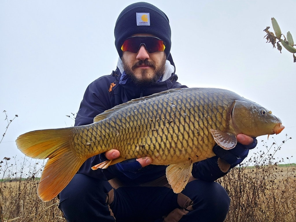 European Carp in December 2024 by Pietro Sacchi · iNaturalist