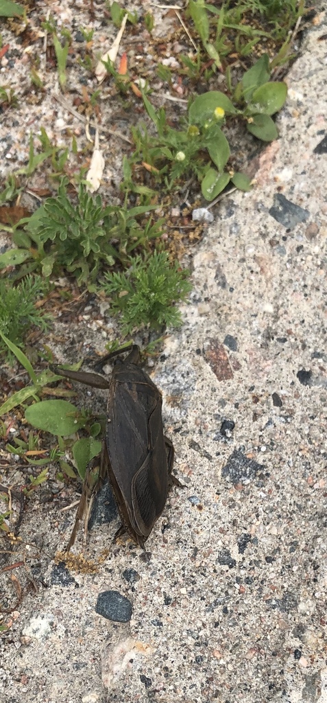 American Giant Water Bug from 200 1st Ave W, North Bay, ON, CA on June ...