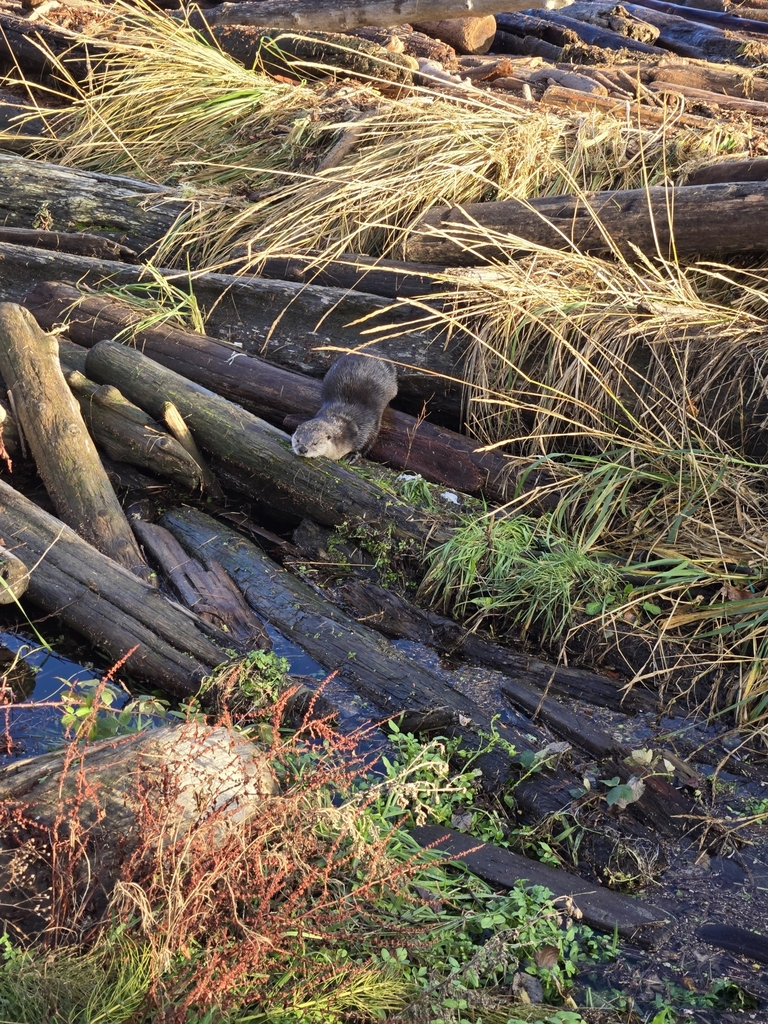 North American River Otter from Victoria, BC V8R 6K8, Canada on ...